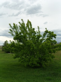 Plant Catalog